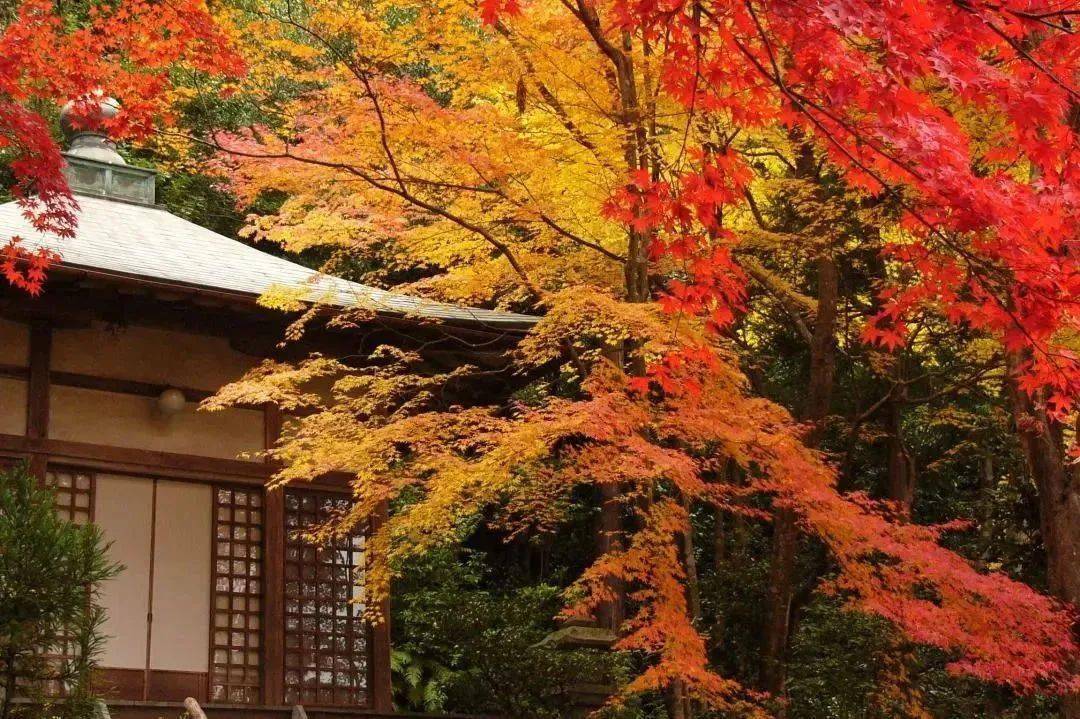 久违了红叶季！这个秋天，去日本“追枫”吧~_枫叶_赏枫_胜地