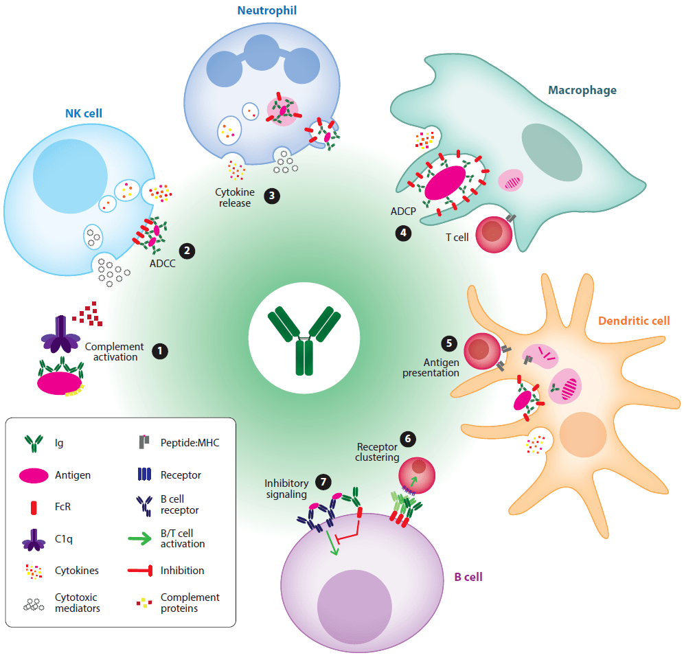 Annual Reviews | 抗体药物Fc工程综述_细胞_调节_受体
