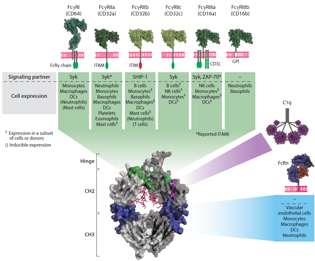 Annual Reviews | 抗体药物Fc工程综述_细胞_调节_受体