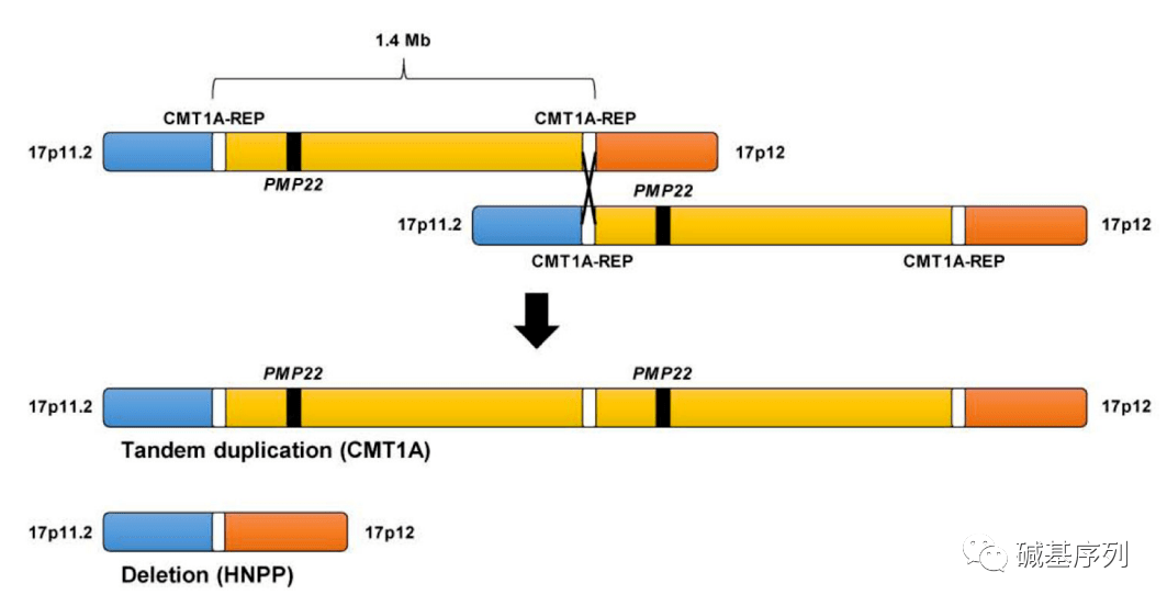 17号染色体及相关疾病(二)_基因_蛋白_遗传性