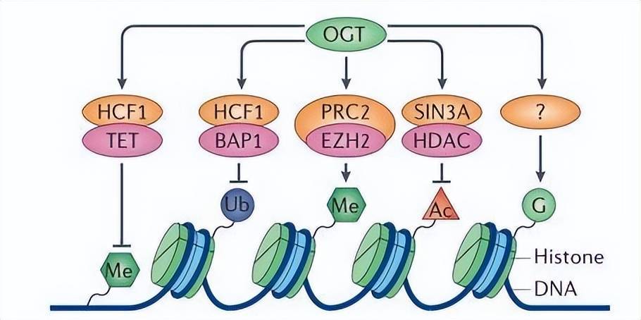 综述分析：O-乙酰葡糖胺糖基化修饰与营养调控和激素调控的关系_蛋白质_细胞_复合物