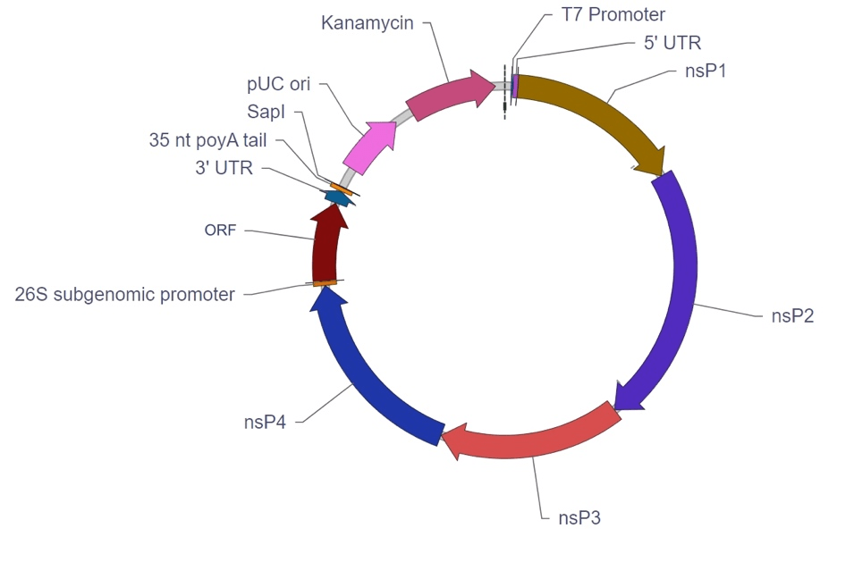 载体家小课堂 | 带您了解自扩增RNA（saRNA）_细胞_疫苗_设计