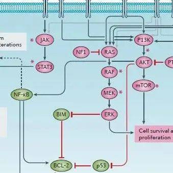 新型非小细胞肺癌疗法：靶向EGFR PROTAC_位点_研究_恶性肿瘤