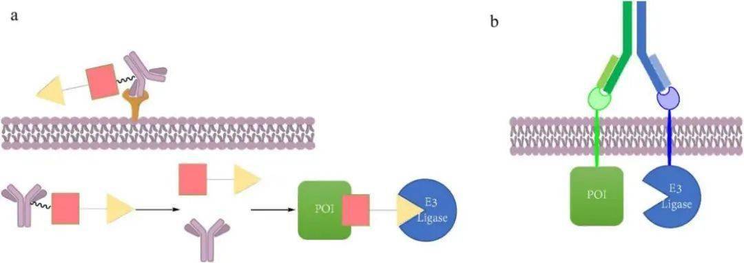 PROTAC等靶向蛋白降解技术的最新汇总_开发_临床_药物