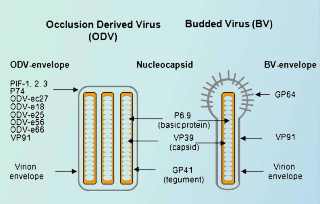 生物制品领域杆状病毒表达系统的应用和宿主残留核酸风险控制_重组_细胞_蛋白