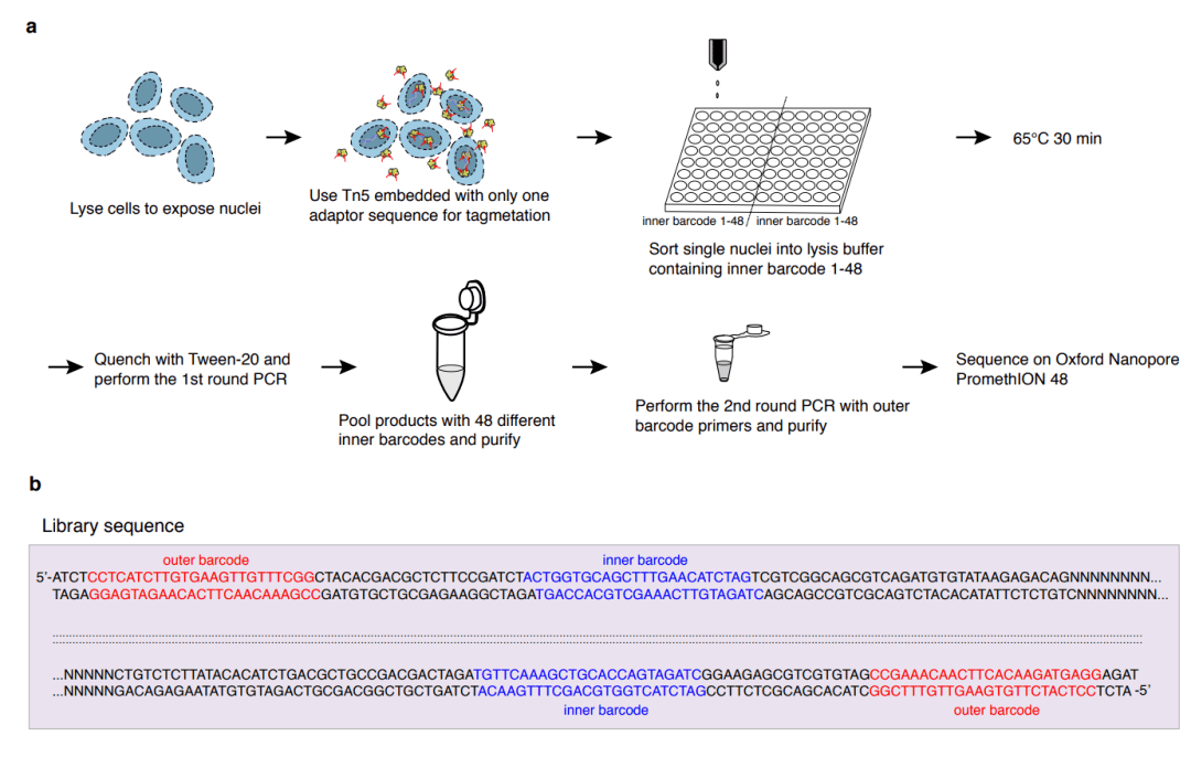 【Cell Research】北大汤富酬团队：一种长读单细胞ATAC测序方法，同步检测染色质可及性和遗传变异_scATAC-seq_进行_数据