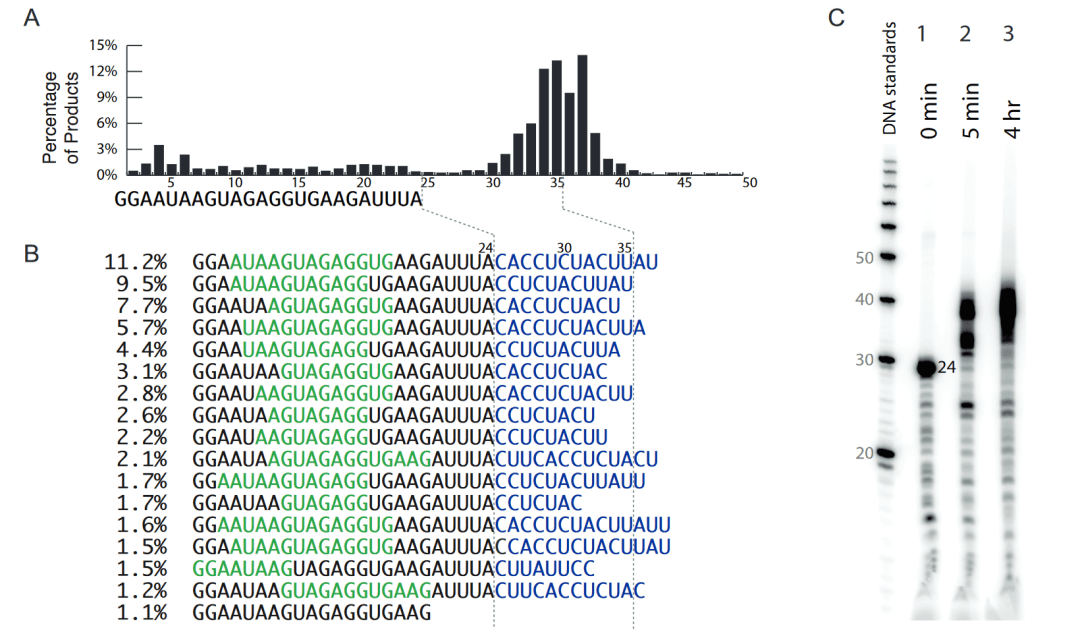 RNA 3'末端回折配对，重新结合T7 聚合酶，启动自我延伸_反应_Martin_序列