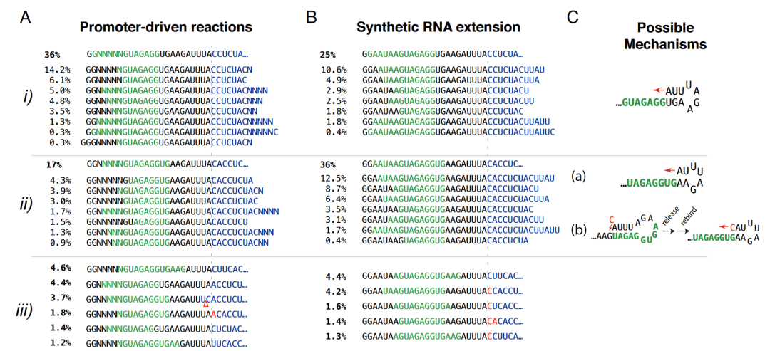 RNA 3'末端回折配对，重新结合T7 聚合酶，启动自我延伸_反应_Martin_序列