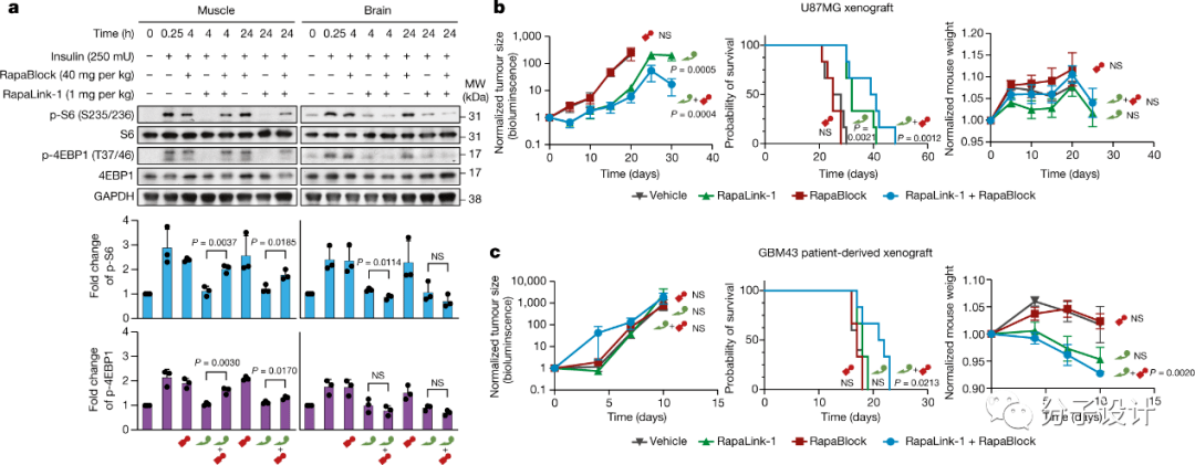 新型mTOR抑制剂的设计与机制研究_RapaLink-_细胞_雷帕