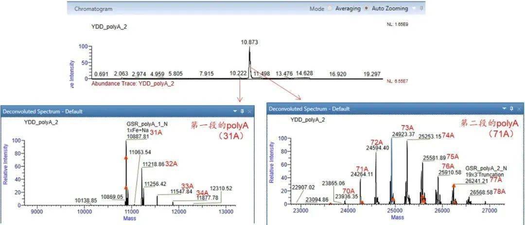 “双示踪神器"！Fluc-eGFP mRNA，加速助推核酸药物开发与递送！_检测_疫苗_生物