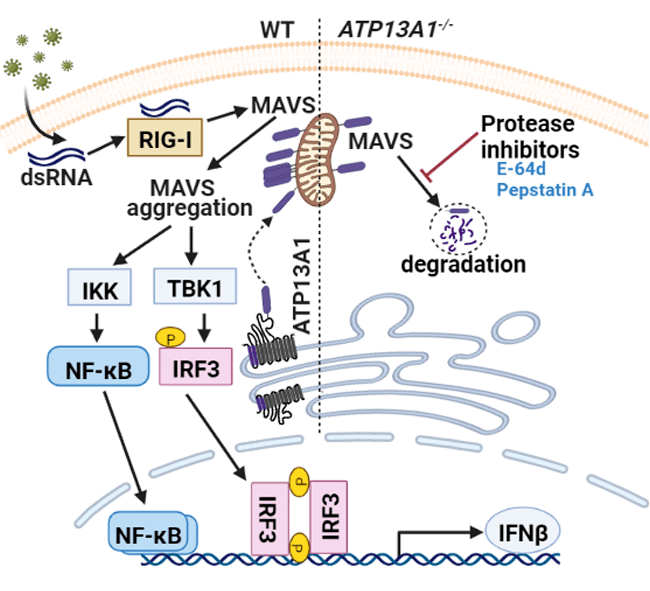 中科院分子细胞中心侯法建实验室AS：内质网蛋白ATP13A1调控抗病毒信号蛋白MAVS的分子机制_细胞因子_研究人员_期刊