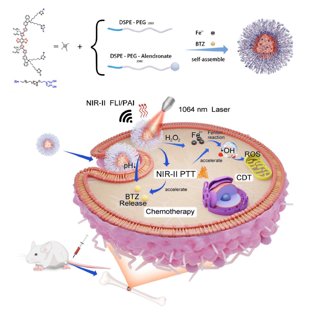 南京邮电大学范曲立、孙鹏飞，郑大一附院李岱峰AS：基于NIR-II光激发的光热/化疗/化学动力学联合治疗乳腺癌骨转移瘤_nm_期刊_荧光