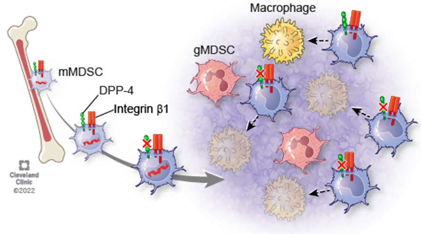 两类MDSCs的不同功能_肿瘤_cells_标志物