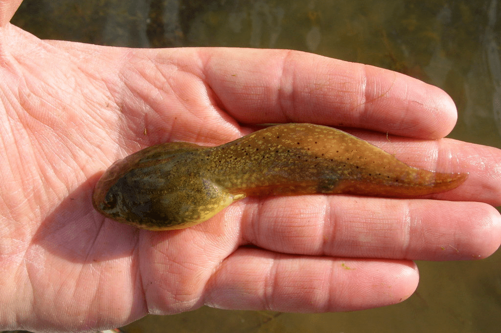 科普丨外来入侵物种之牛蛙_美国_养殖_我国