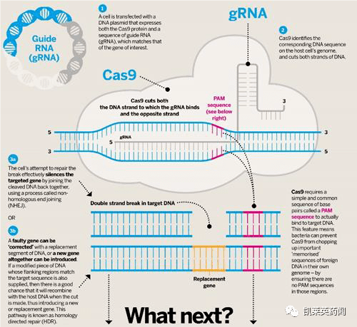 纠正错误的“生命魔剪”，基因编辑技术的简介及最新进展_序列_CRISPR-Cas_蛋白
