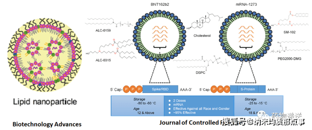 脂质体和脂质纳米粒的差别及其形成机制_siRNA-LNP_结构_核酸