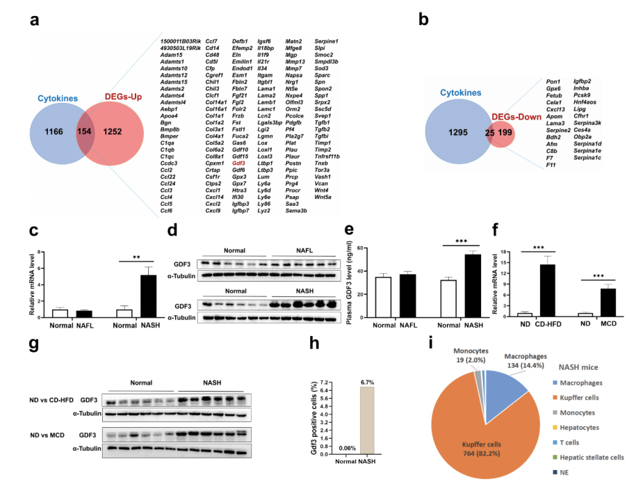 Life Meta丨揭示单纯性脂肪肝向脂肪性肝炎转变的分子特征！_肝脏_诊断_血浆