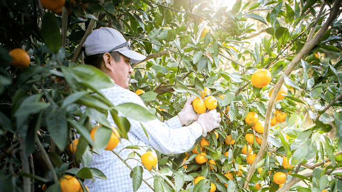 Southeastern citrus group reports strong mid-season outlook_also_The_Jones