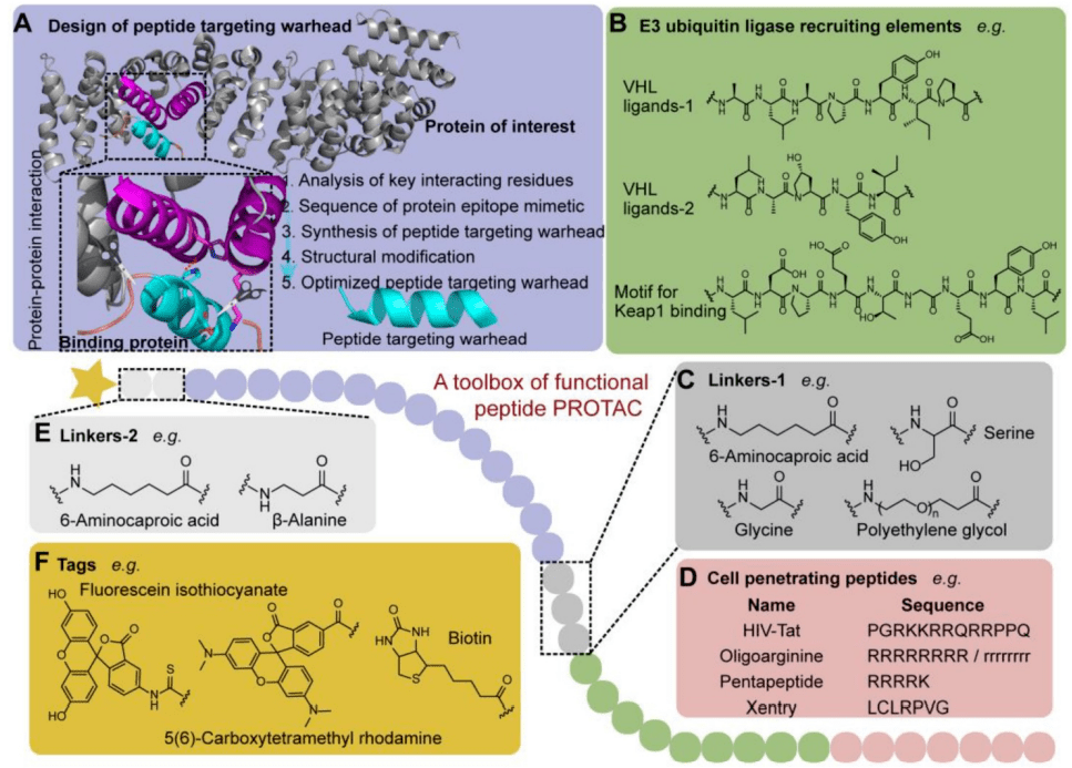 蛋白水解靶向嵌合体（PROTACs）的药物递送和配方_细胞_化学元素_阻断