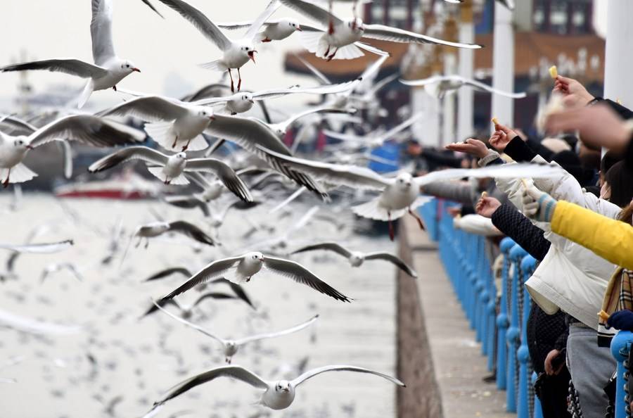 People Watch seagulls during Spring Festival holiday in east China's ...