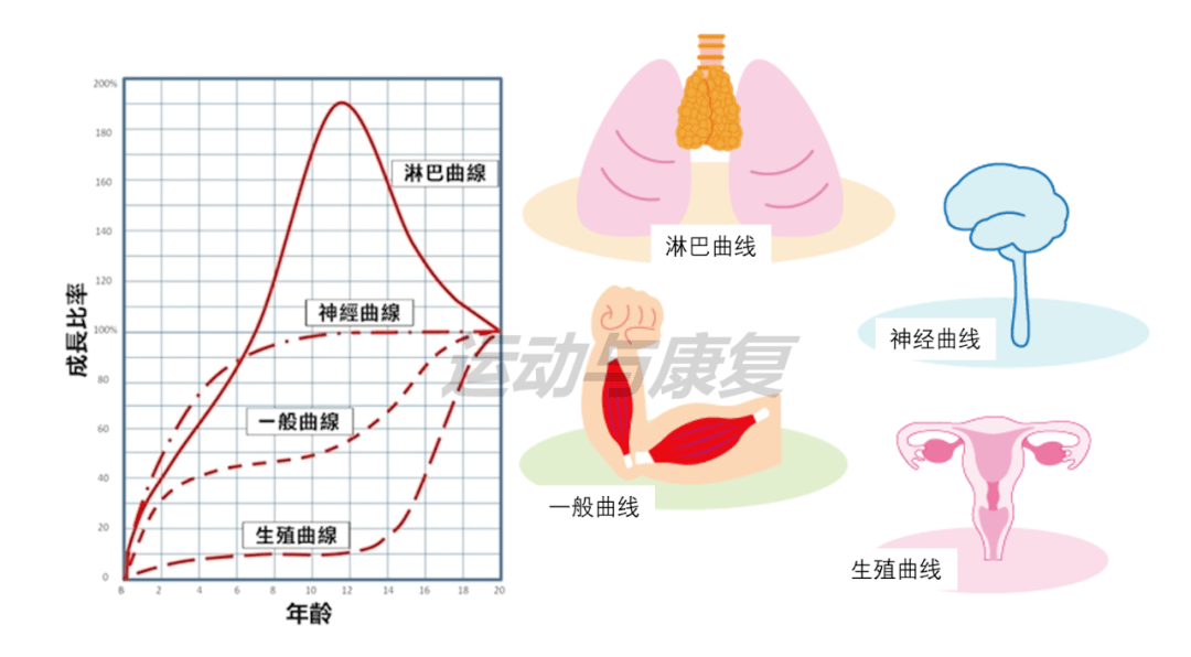 少儿体育—Scammon成长曲线和宫下充正发育模型_运动_系统_时期