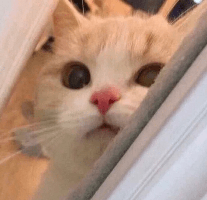 23fall的offer都发给哪些人了？申友留学录取榜告诉你！_成都_机构_情况