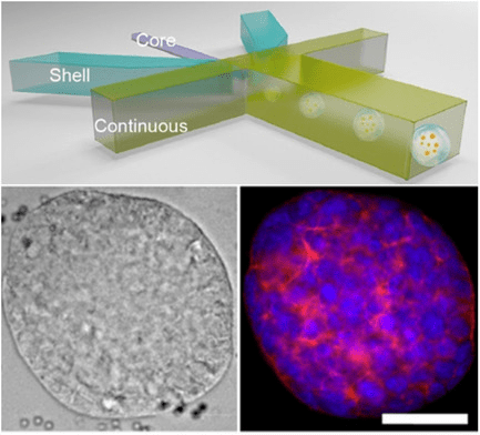 哥伦比亚大学Tuomas P.J. Knowles团队ANBR|用于探测肿瘤-基质通讯的生物相容条件下交联核-壳载球微凝胶_研究人员_细胞