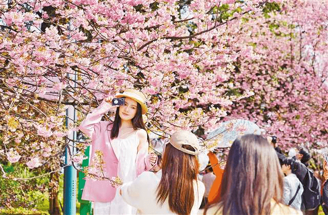 Visitors enchanted by spring blossoms_taking_the_parks