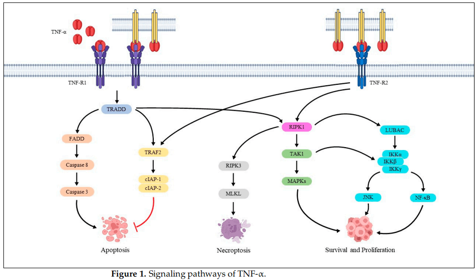 前世今生：TNF-α抑制剂研究进展_药物_治疗_疾病