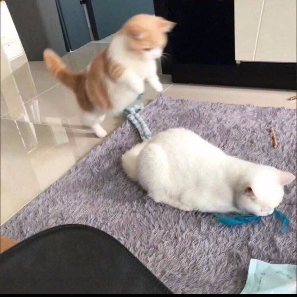 QQTIM 4.0 公测震撼来袭：全新 NT 架构，打造更安全的办公简洁版_用户_功能性_内核