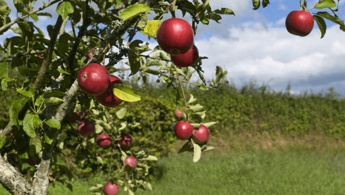 PVM brings Magic star apple to the U.S. market_The_an_Star