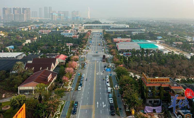Video｜Chen Village in Shunde: the “Top One Town for Flowers in China”_陈 ...