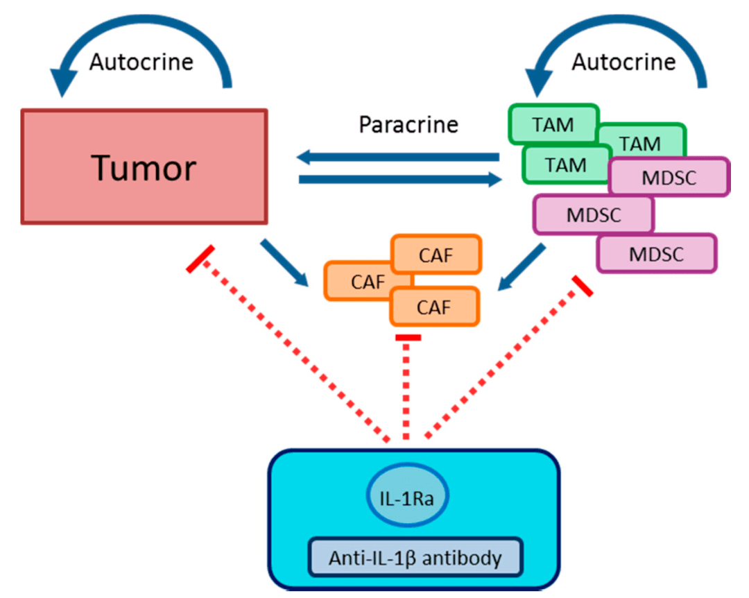 IL-1β：肿瘤治疗双向作用_细胞_Biol_炎症