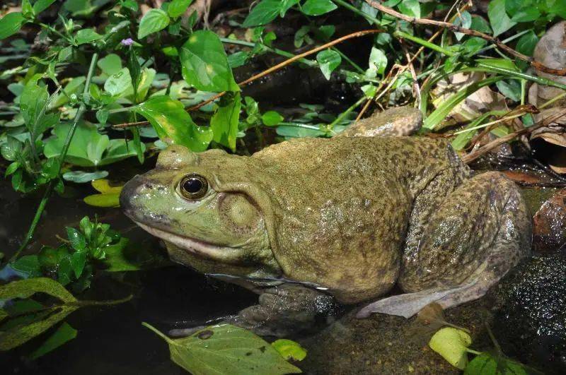 防范外来物种入侵丨餐桌上的入侵生物--美洲牛蛙_栖息地_池塘_个体