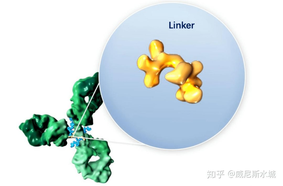 ADC：可裂解Linker的分类、案例、作用机制_Payload_治疗_稳定性
