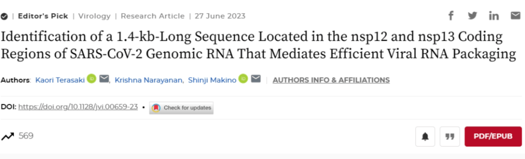 JVI|编码nsp12与nsp13的RNA序列介导SARS-CoV-2 基因的有效包装_病毒_rLuc_细胞