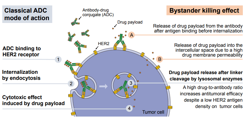 半年大卖近24亿美元，HER2 ADC进展如何？_Enhertu_Kadcyla_药物
