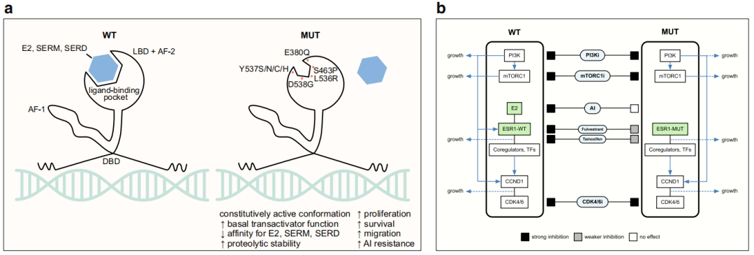 ESR1突变作为转移性激素受体阳性乳腺癌的新兴临床生物标志物_治疗_研究_内分泌