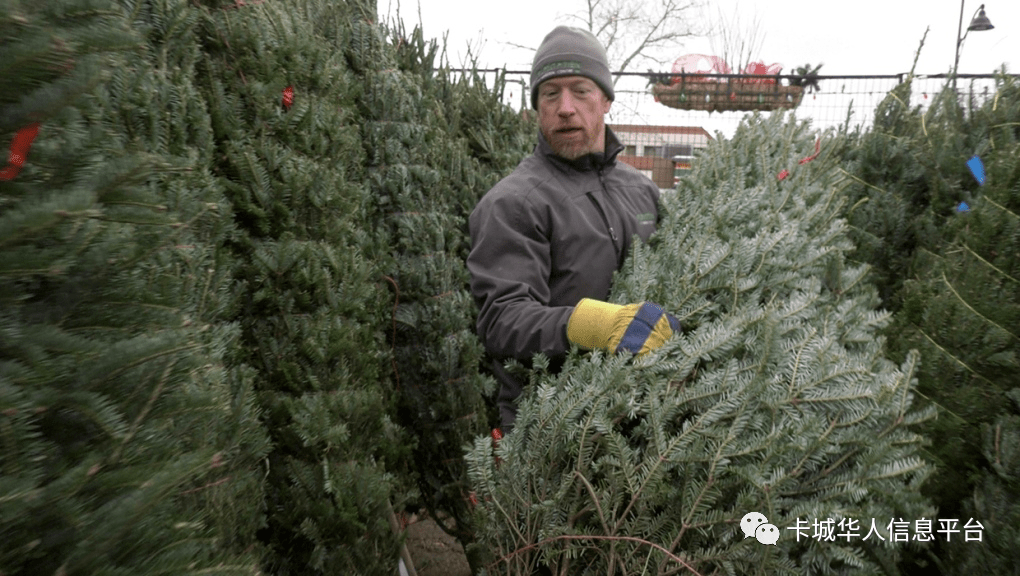 圣诞树短缺 价格上涨_Atter_加拿大_因素